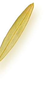 Veronica Foods
